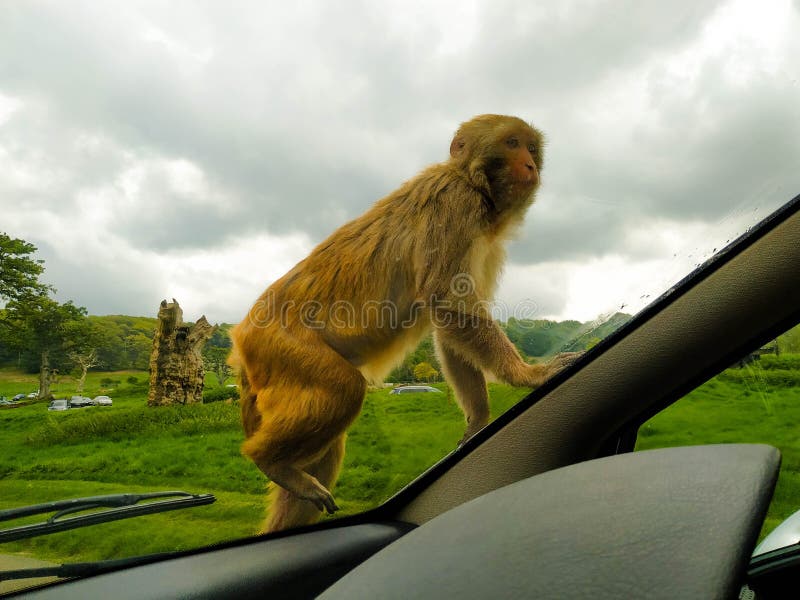 A monkey on a car stock photo. Image of monkey, collecting - 171245436
