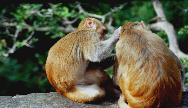 Monkey caring for baby stock image. Image of tailed, animal - 2484321