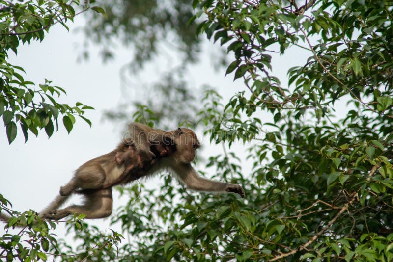 Monkey Carry Baby Jump the Tree Stock Image - Image of tropical ...