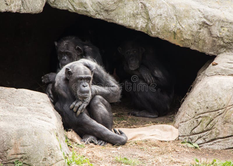 Monkey Cave stock image. Image of group, family, chimps - 30738683