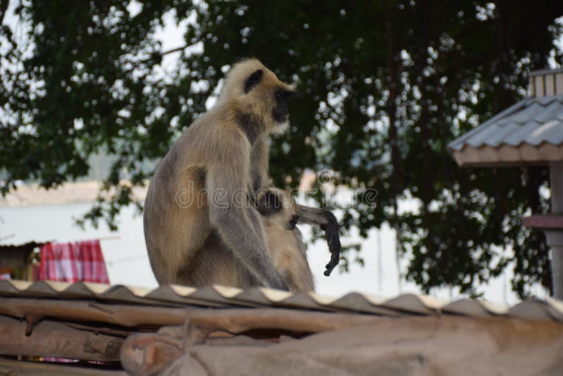 Monkey stock photo. Image of indien, macaque, singe, street - 92231428