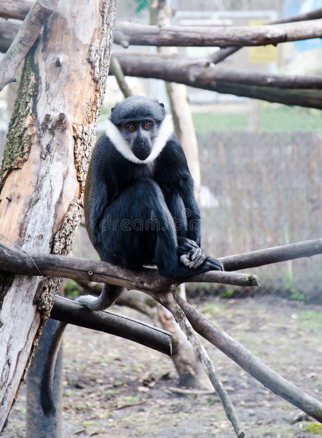 Diana Monkey - Cercopithecus Diana - Uganda, Africa Stock Image - Image ...