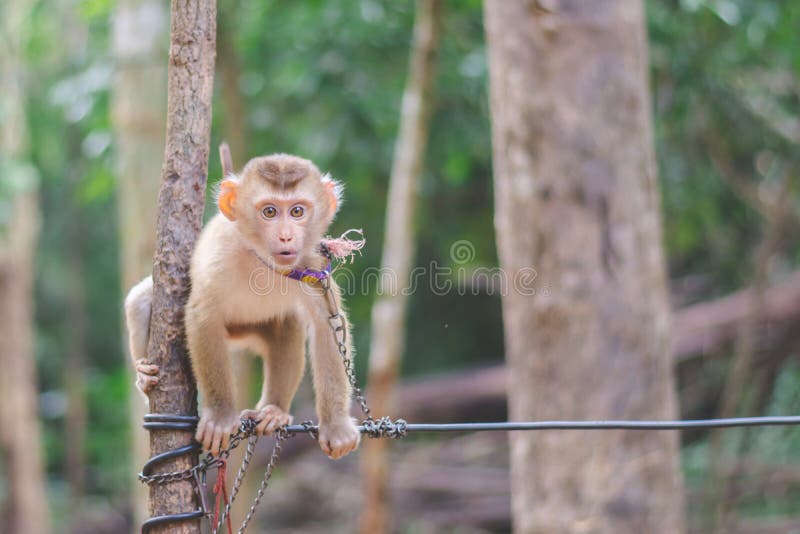 Monkey on Chained Hanging on Tree Stock Image - Image of chained, chain ...