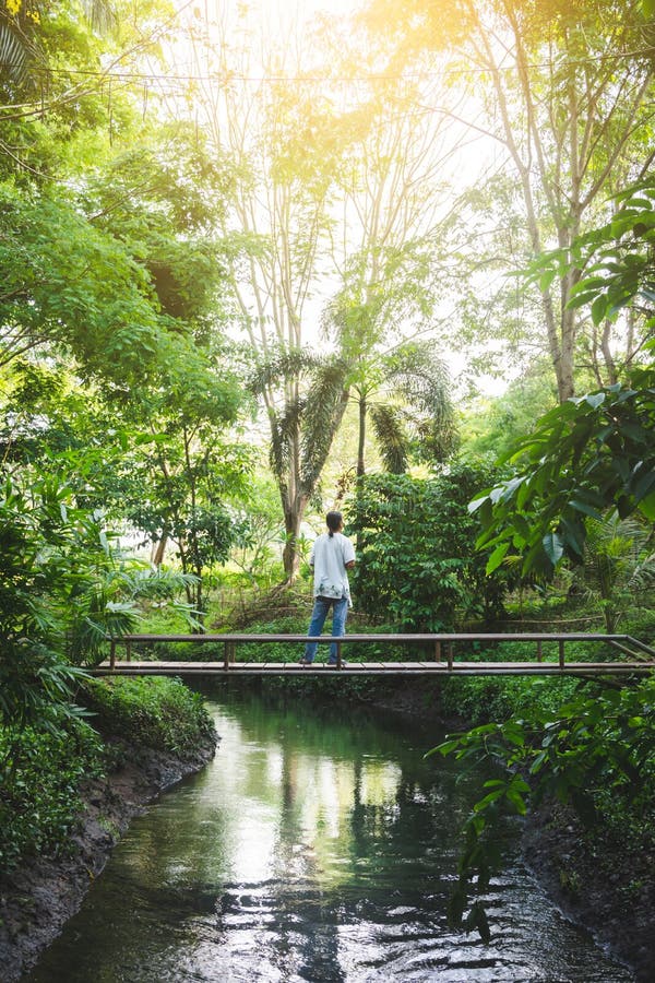 Monkey on Chained Hanging on Treeman Walking on Bridge Across Canal ... Monkey on Chained Hanging on Treeman Walking on Bridge Across Canal ...