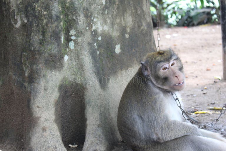 Monkey Chained Meme Stock Photos - Free & Royalty-Free Stock Photos ...