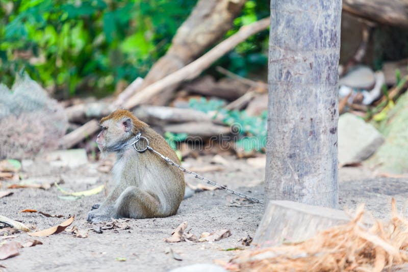 Chained Monkey Photos - Free & Royalty-Free Stock Photos from Dreamstime Chained Monkey Photos - Free & Royalty-Free Stock Photos from Dreamstime