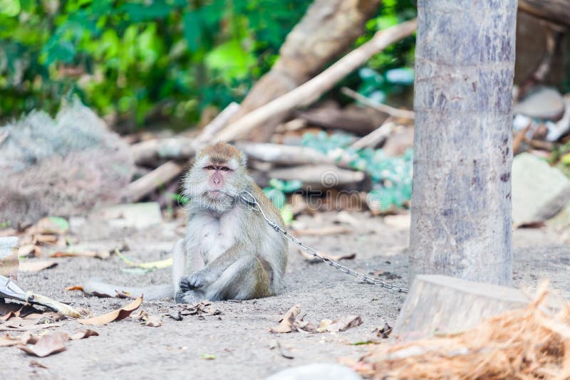 Monkey Chained to the Poll stock photo. Image of furry - 180546436