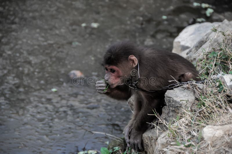 Monkey in Chains in Vietnam Stock Image - Image of desperate, animal ...