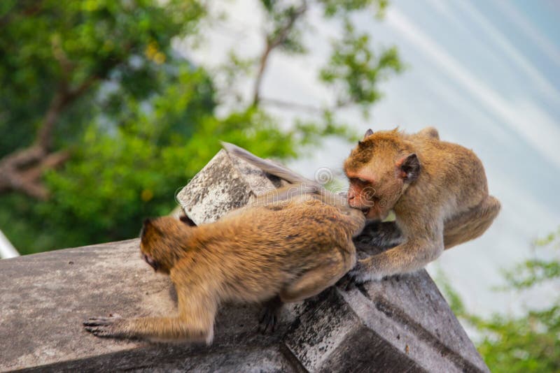 Chasing Monkeys Tree Stock Photos - Free & Royalty-Free Stock Photos ...