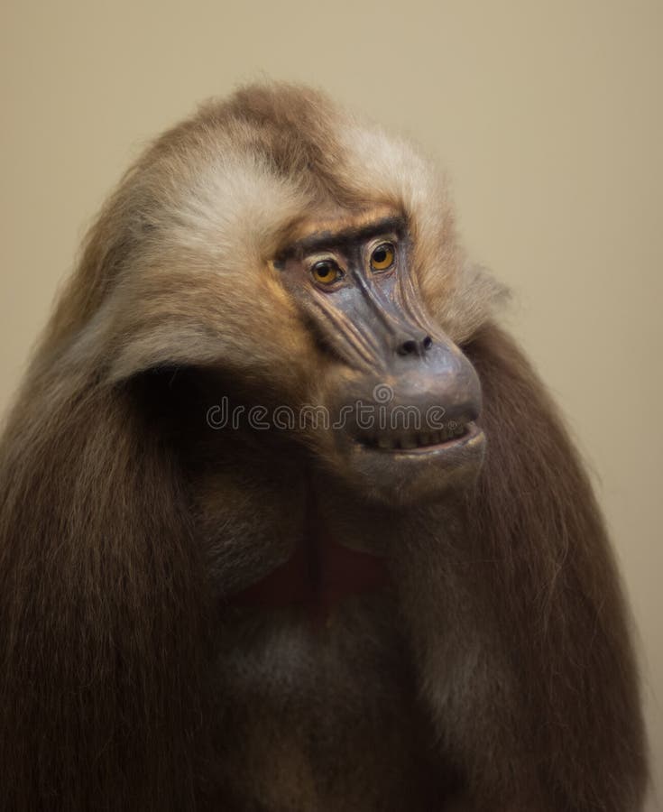 Monkey stock image. Image of primate, emoji, happy, animal - 81361363