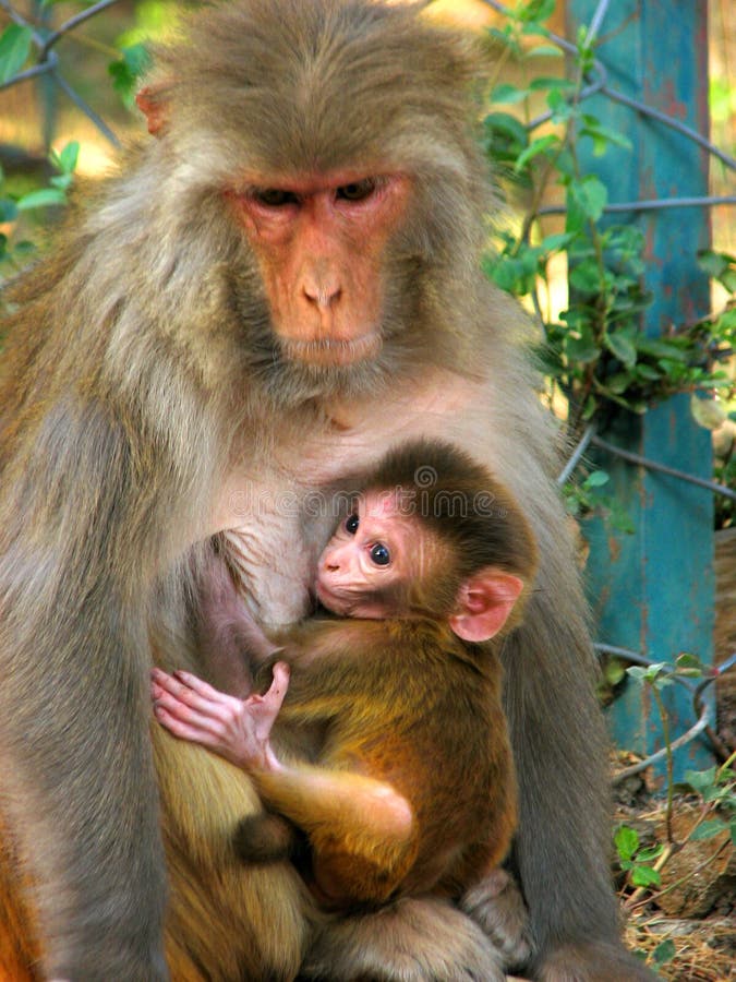 Macaque baby hugging mom stock image. Image of hanging - 11760901