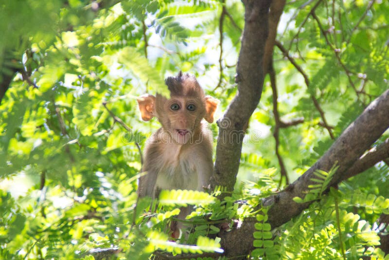 Monkey of the child stock photo. Image of lovely, child - 55980516