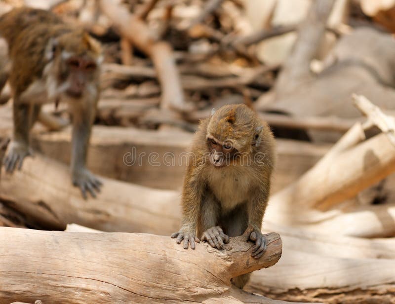 Monkey Child Sitting on Fallen Tree Stock Image - Image of tree ...