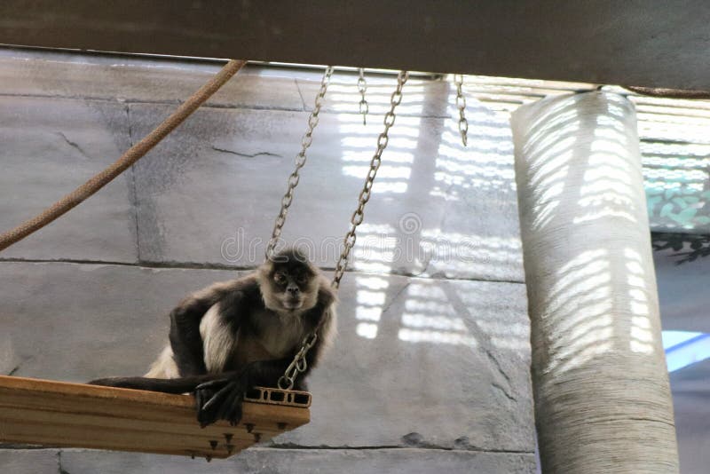 Monkey Chillin& x27; stock photo. Image of swing - 112479312