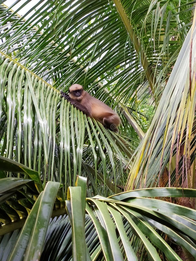 461 Monkey Coconut Tree Stock Photos - Free & Royalty-Free Stock Photos ...