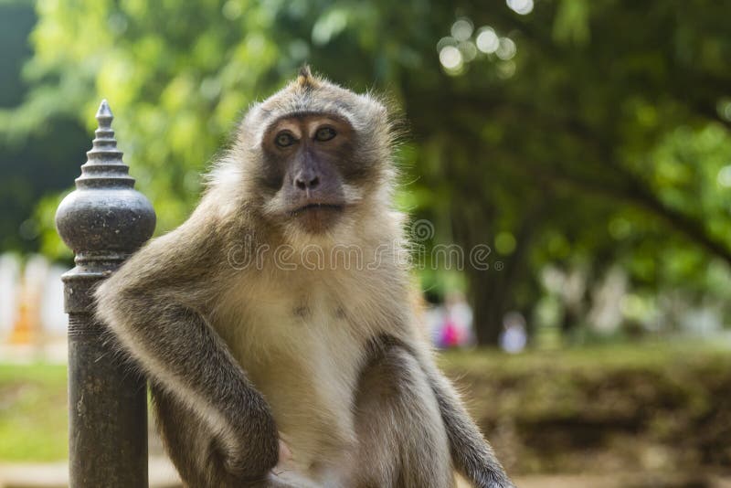Monkey Chilling beside a Pole Stock Image - Image of macaque, eyes ...