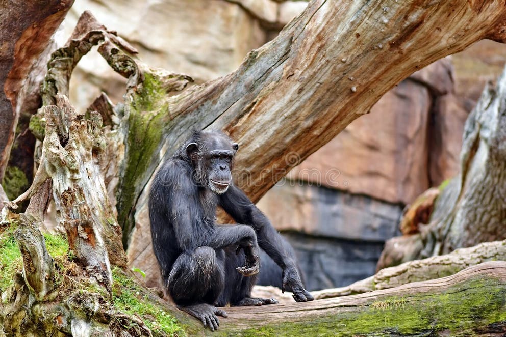 Monkey stock image. Image of primate, chimpanzee, chimp - 96269731