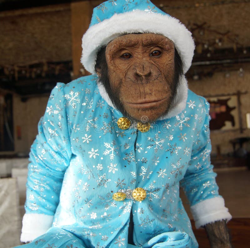 Monkey in Christmas Costume Stock Image - Image of animal, season: 64547315