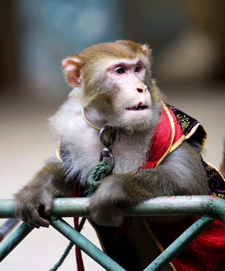 Monkey of circus stock image. Image of tractably, pets - 6329319