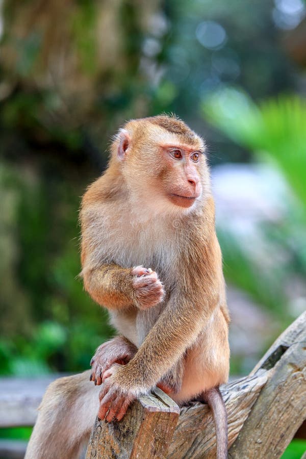 Monkey in the city. stock photo. Image of indigenous - 86320748