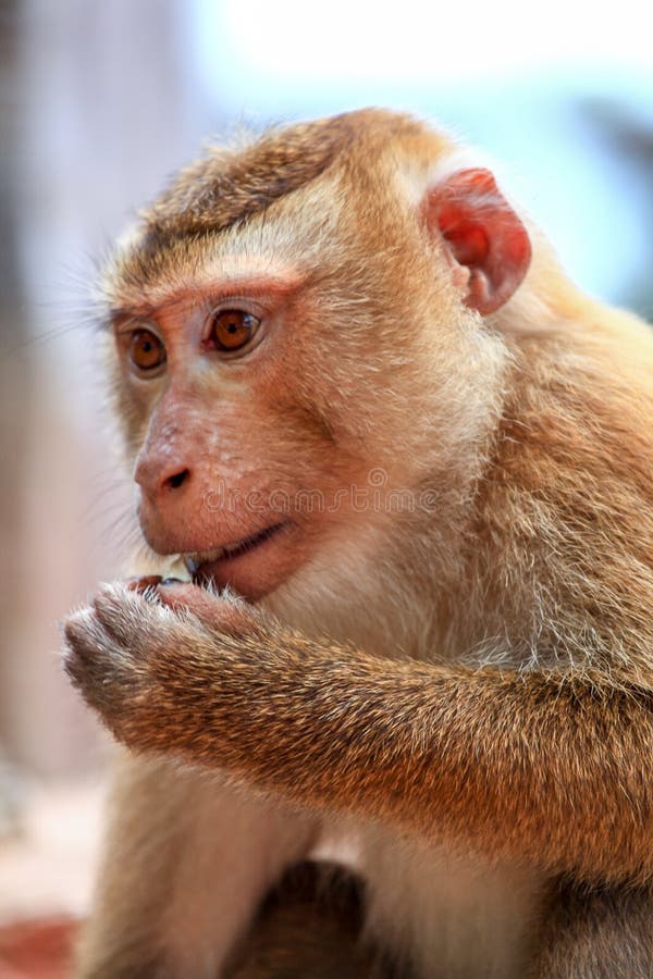 Monkey in the city. stock image. Image of nature, people - 86321115