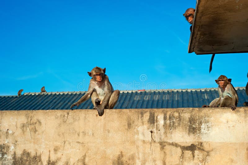 Monkey in the city stock image. Image of seat, city, primate - 52221645