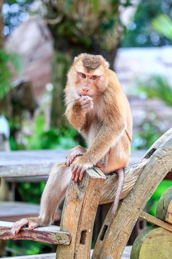 Monkey in the city stock image. Image of seat, city, primate - 52221645