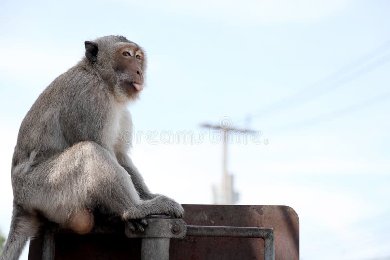 Monkey in City stock image. Image of traditional, animal - 231442759