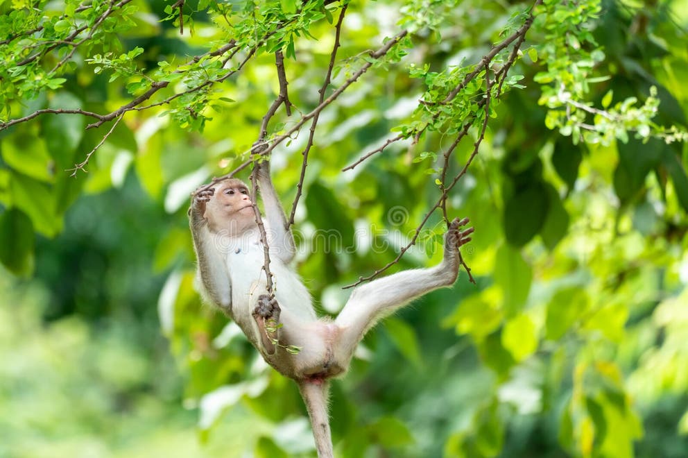 The Monkey Clambered on the Tree Stock Photo - Image of green, animalia ...