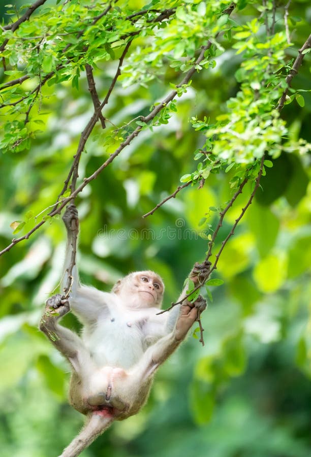 The Monkey Clambered on the Tree Stock Photo - Image of macaca, look ...