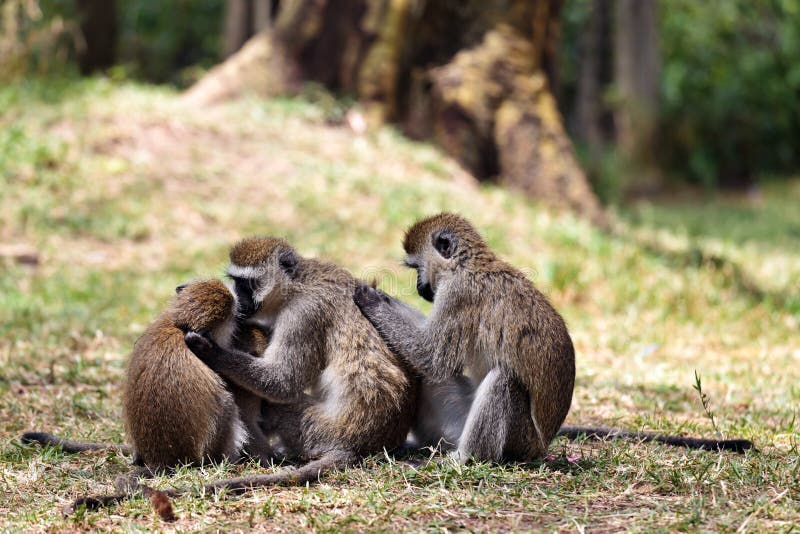Monkey clean themselves stock photo. Image of herbivore - 15609686