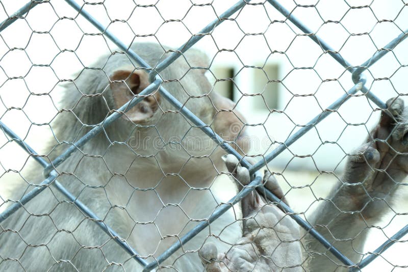 Monkey are Clever Social Animals Stock Photo - Image of green ...