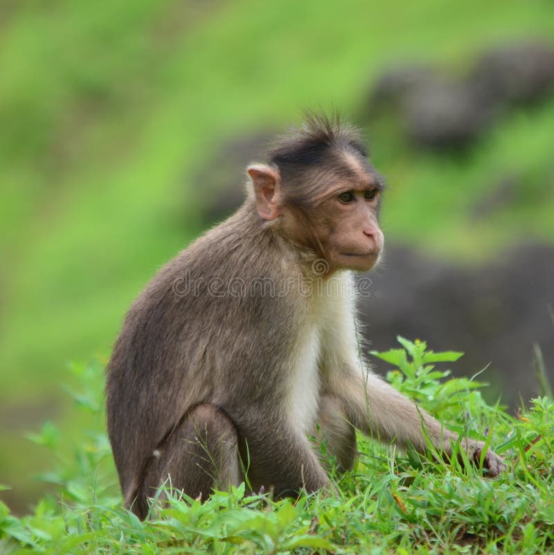 Monkey stock image. Image of random, monkey, wild, animal - 44629293