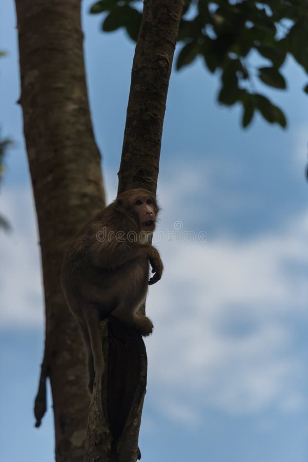 Monkey climb the tree stock photo. Image of young, monkeys - 43810338