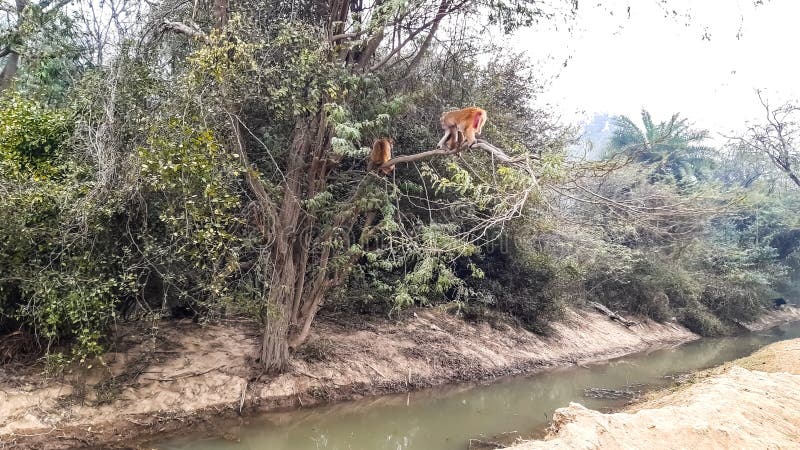 Monkey Climbed on a Tree Branch in a Forest of India. Stock Image ...