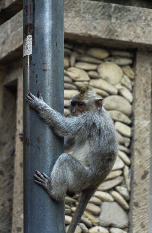 A Monkey Climbing Down a Metal Pole and Looking Away Stock Image ...