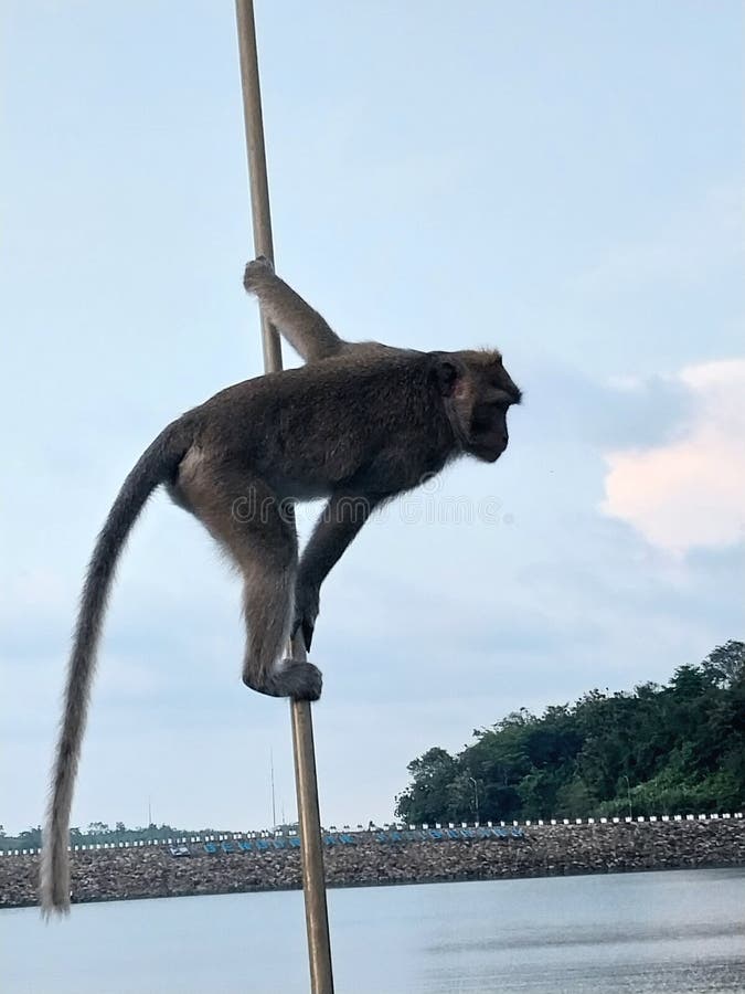 A Monkey is Climbing the Iron Bridge? Stock Image - Image of monkey ...