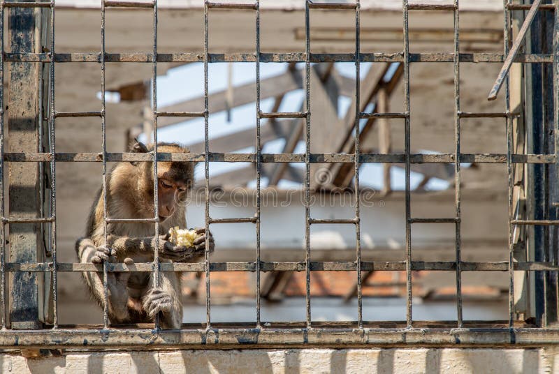A Monkey Climbing on an Iron Window in an Abandoned Building Stock ...