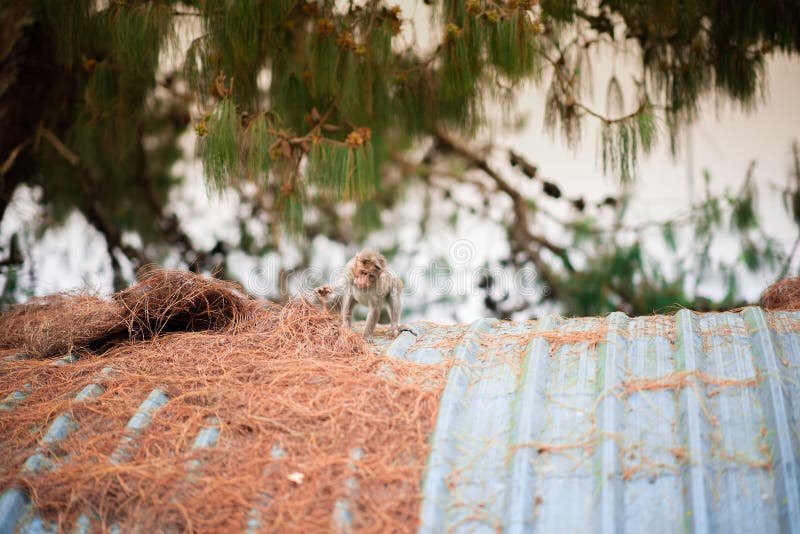 Monkey Climbing on Metal Roof in a Zoo Park Stock Image - Image of ...