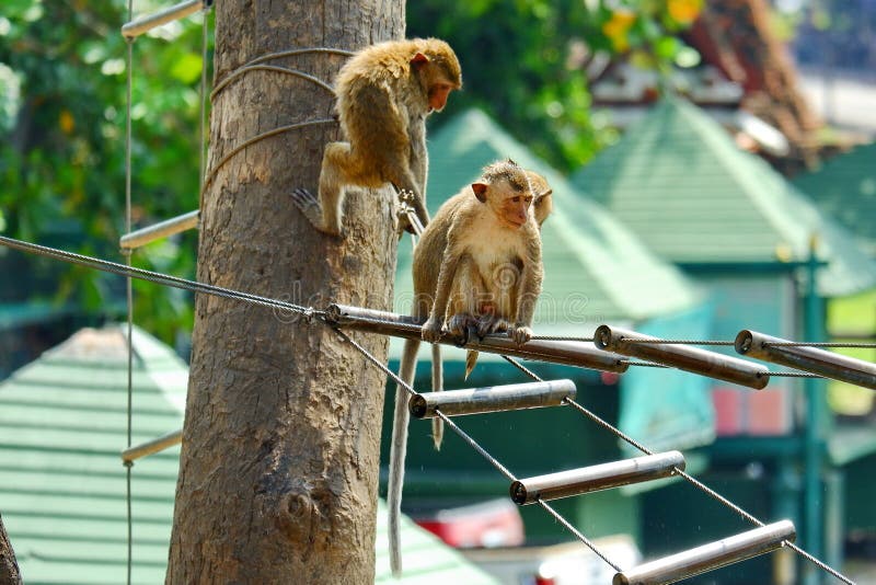A Monkey Climbing a Rope Ladder Under a Large Branch. Stock Photo ...