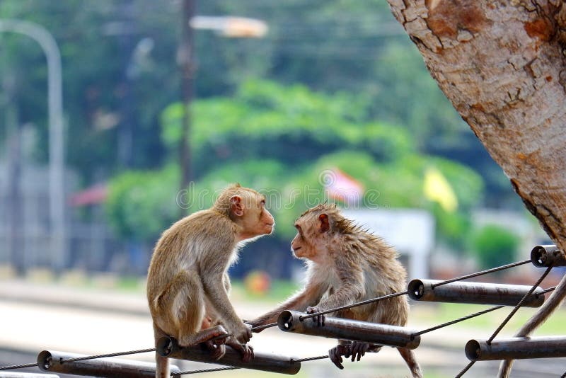 A Monkey Climbing a Rope Ladder Under a Large Branch. Stock Photo ...