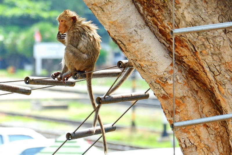 A Monkey Climbing a Rope Ladder Under a Large Branch. Stock Photo ...
