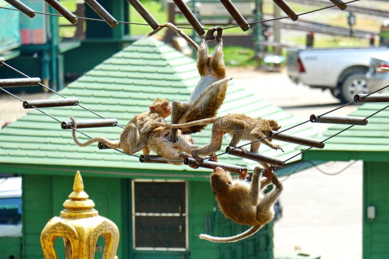 A Monkey Climbing a Rope Ladder Under a Large Branch. Stock Image ...