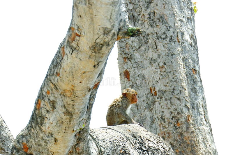 A Monkey Climbing a Rope Ladder Under a Large Branch. Stock Photo ...