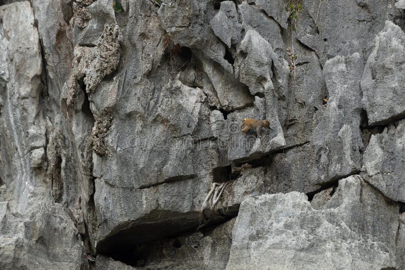 Monkey Climbing on Stone at Rock Cliff Island Stock Image - Image of ...