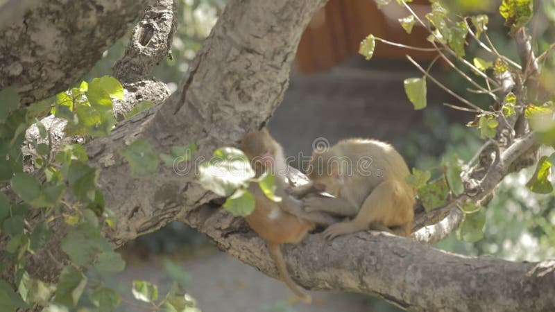 Monkey Climbing on the Tree Branch Stock Footage - Video of animal ...