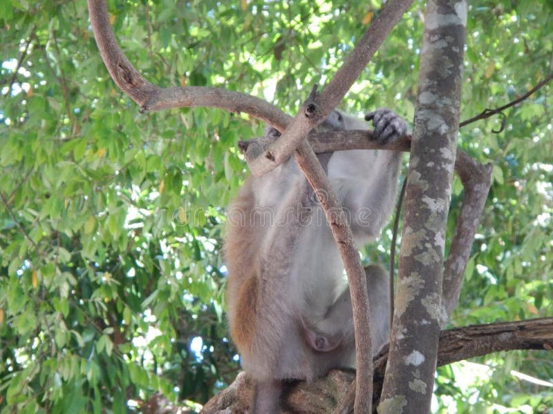 Monkey Climbing Tree Monkey, Tree Hands of Monkeys, Stock Photo - Image ...