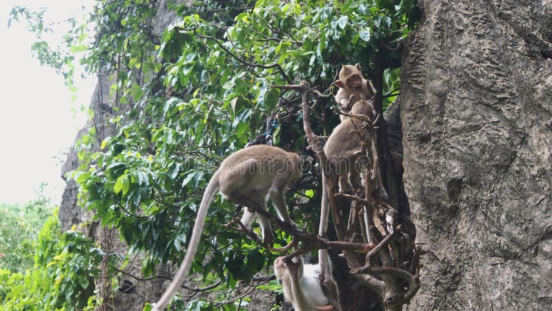 860 Monkeys Climbing Tree Stock Photos - Free & Royalty-Free Stock ...