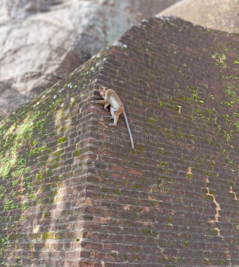 Little monkey on the wall stock photo. Image of mammal - 355581344