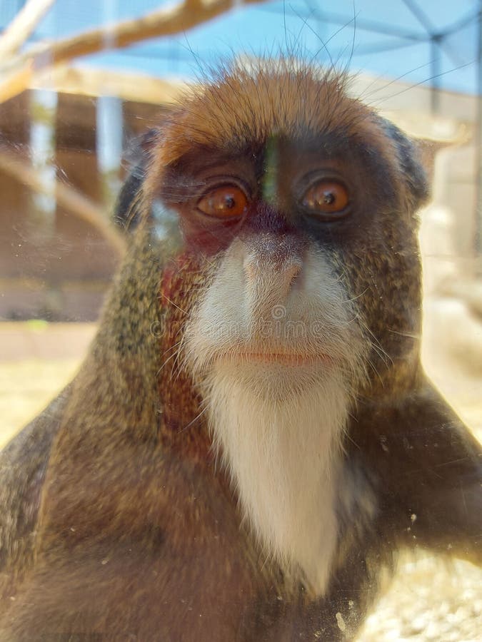Monkey close up stock image. Image of mammal, primate - 254515125